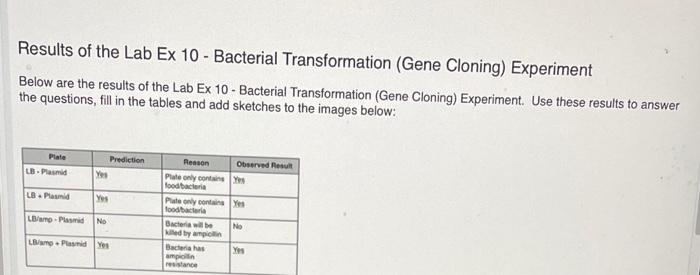 Solved Results of the Lab Ex 10 - Bacterial Transformation | Chegg.com