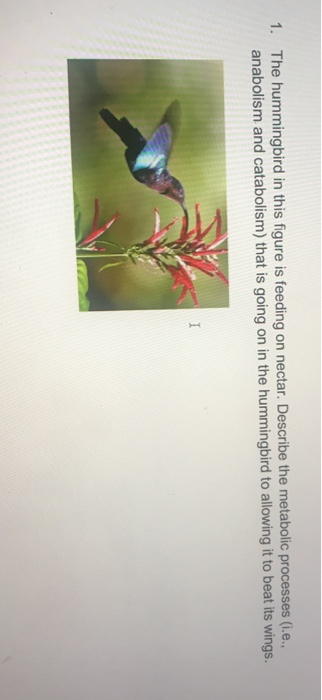 Solved 1. The hummingbird in this figure is feeding on | Chegg.com