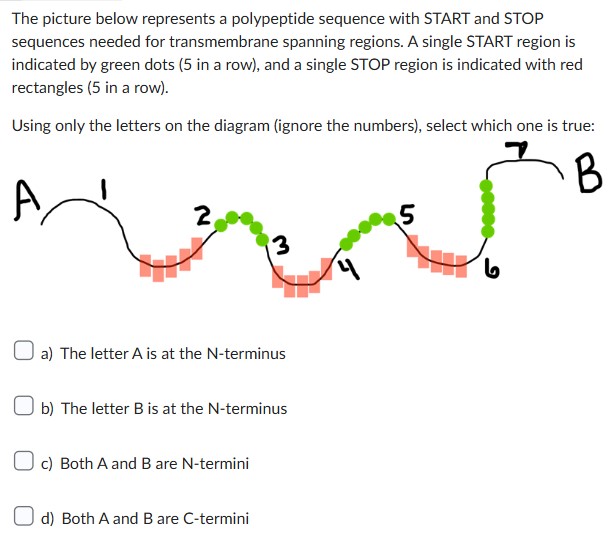 Solved The picture below represents a polypeptide sequence | Chegg.com