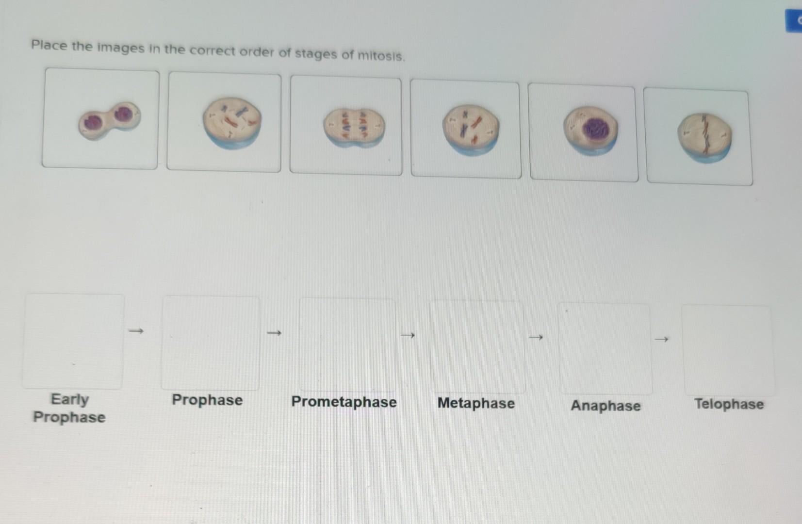 Solved Place the images in the correct order of stages of | Chegg.com