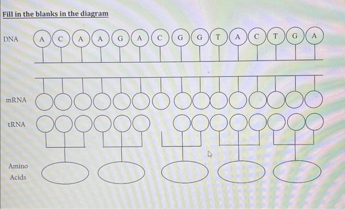Solved Fill in the blanks in the diagram DNA mRNA tRNA Amino | Chegg.com