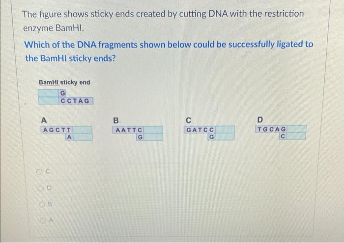 Solved The figure shows sticky ends created by cutting DNA | Chegg.com
