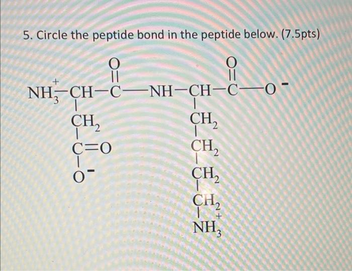 Solved 5. Circle the peptide bond in the peptide below. (7.5 | Chegg.com