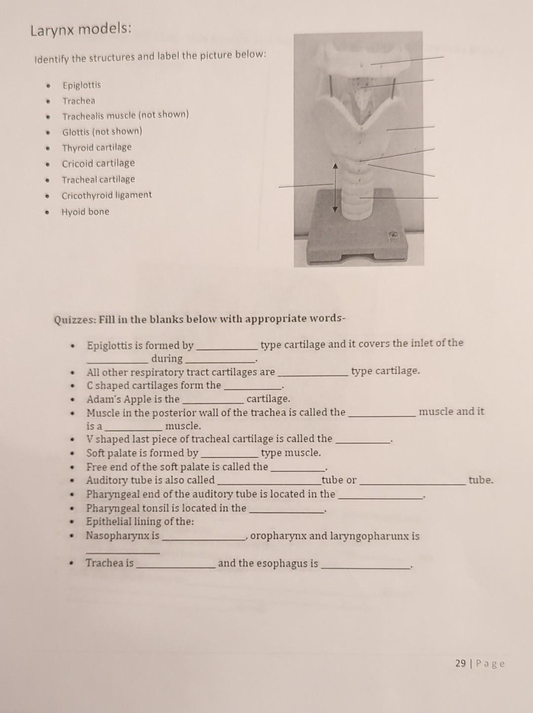 Solved Larynx models: Identify the structures and label the | Chegg.com