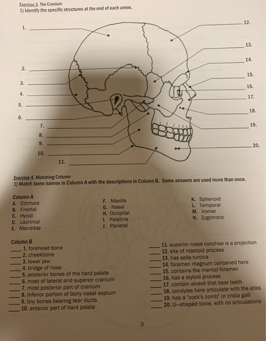 Solved Exercise 3. The Cranium 1) Identify the specific | Chegg.com Solved Exercise 3. The Cranium 1) Identify the specific | Chegg.com