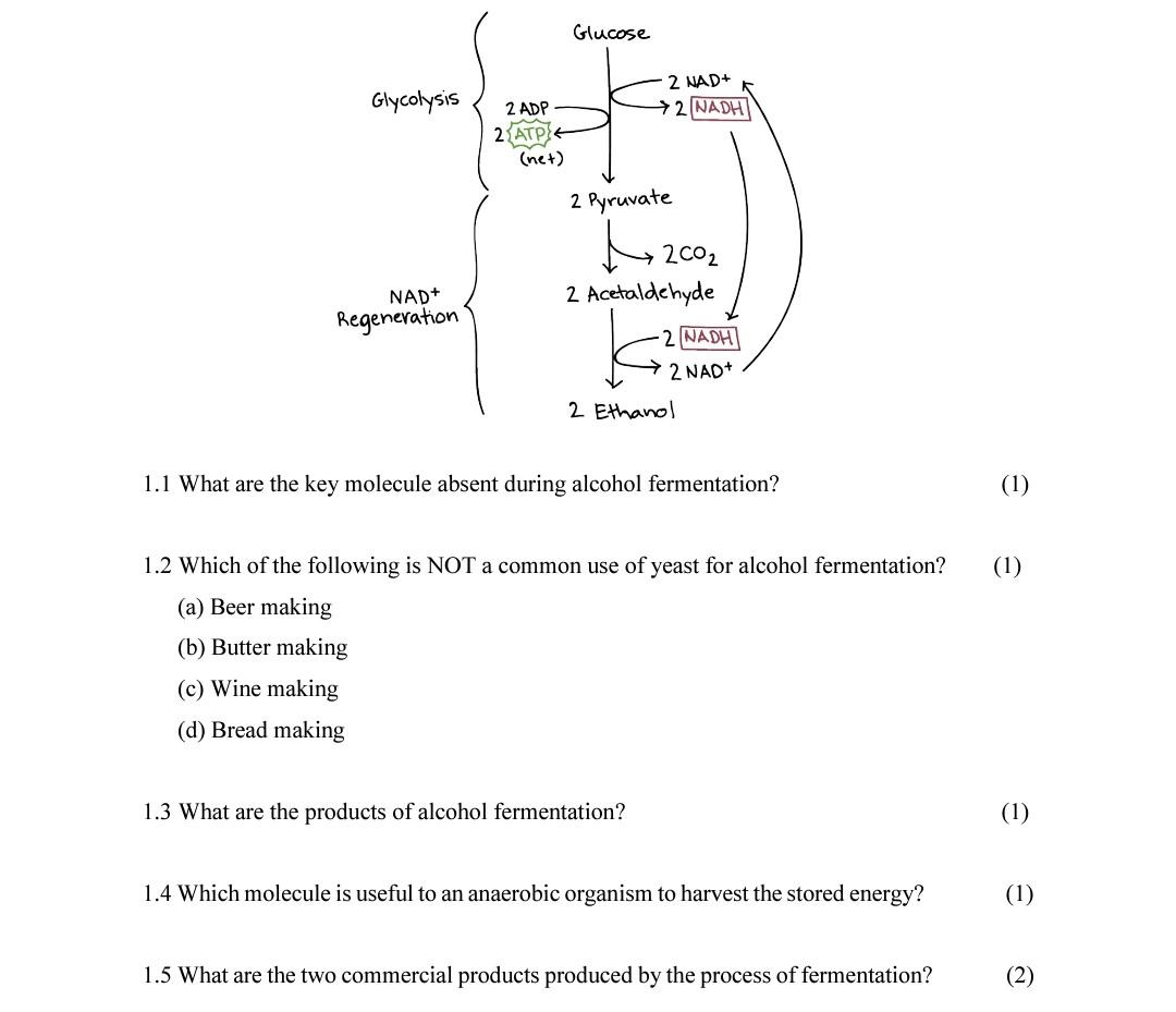 Alcohol Fermentation