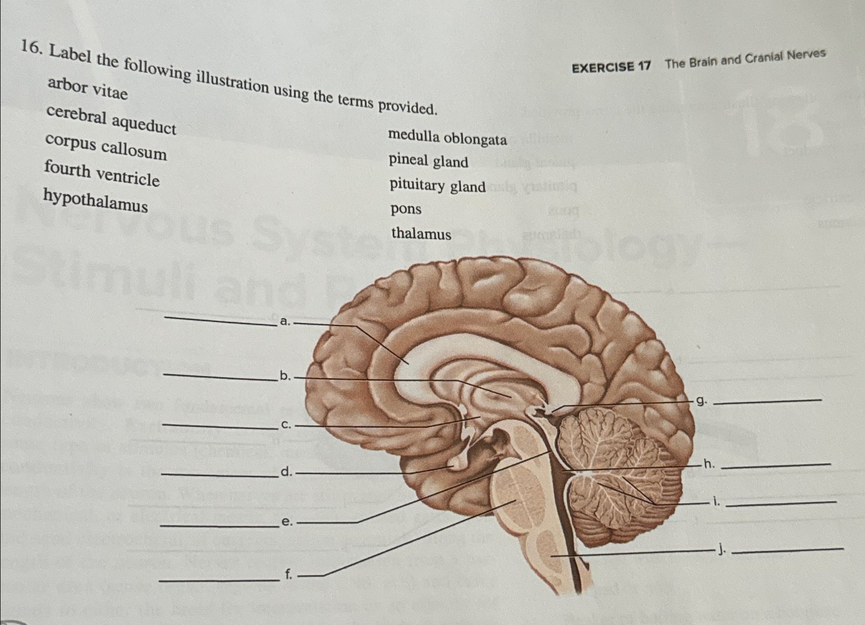 Solved Label the following illustration using the terms | Chegg.com