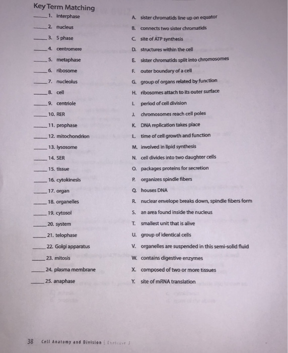 Solved Key Term Matching 1. interphase 2 nucleus 3. S phase | Chegg.com