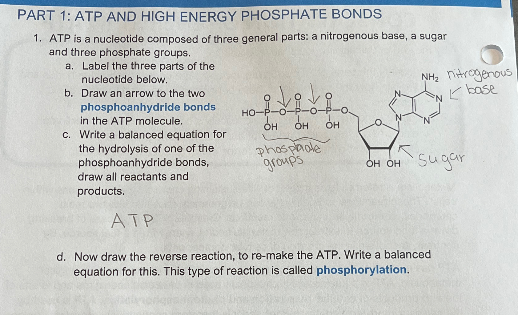 Solved Can i get help with part c and d please!ATP is a | Chegg.com