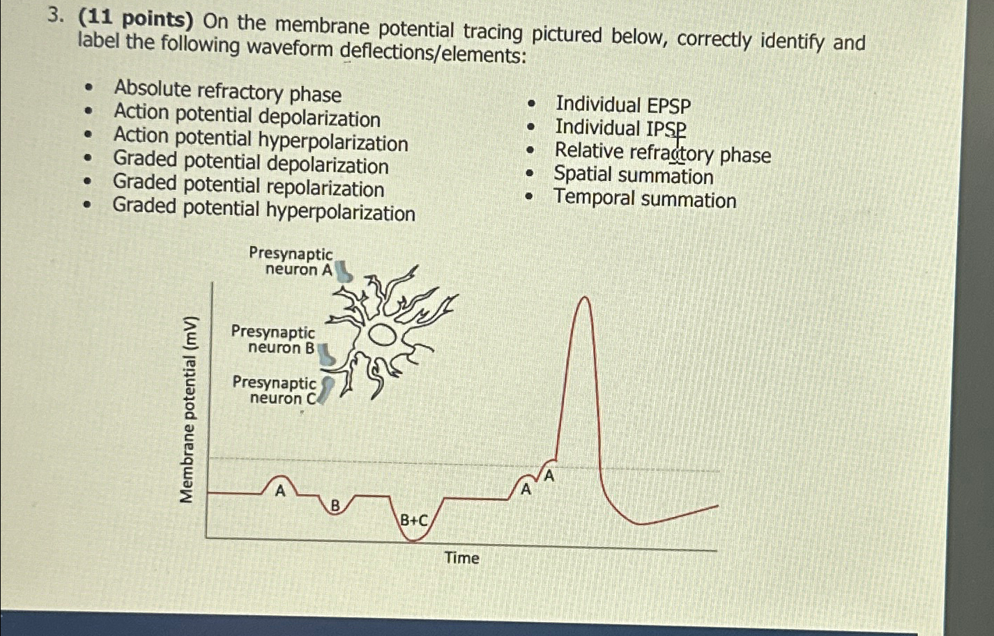 Solved (11 ﻿points) ﻿On the membrane potential tracing | Chegg.com