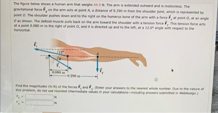 Solved The figure below shows a human arm that weighs 44.0 | Chegg.com
