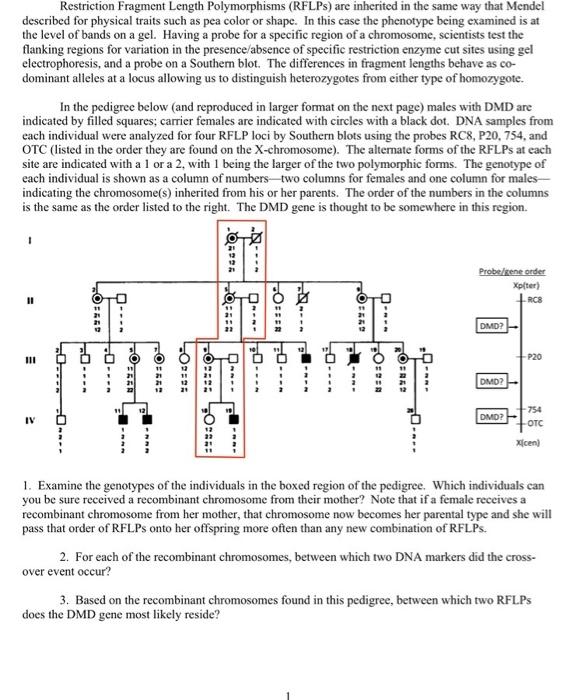 Solved Restriction Fragment Length Polymorphisms (RFLPs) are | Chegg.com