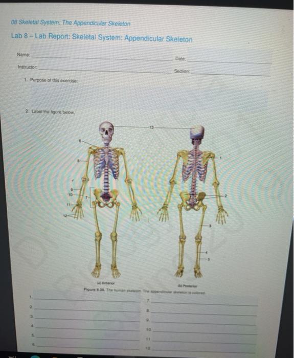 08 Skeletal System: The Appendicular Skeleton Lab 8 - | Chegg.com