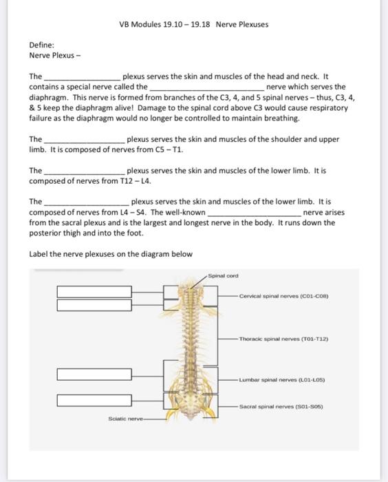 Solved EXPLORING SPINAL NERVES Use Visible Body modules 91.7 | Chegg.com