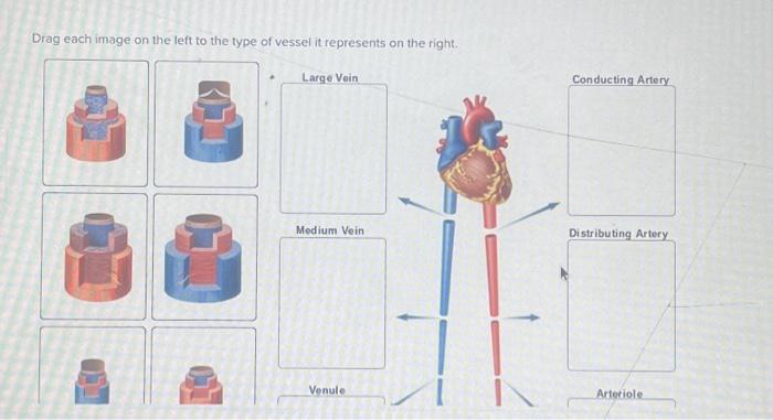 Solved Drag each image on the left to the type of vessel it | Chegg.com
