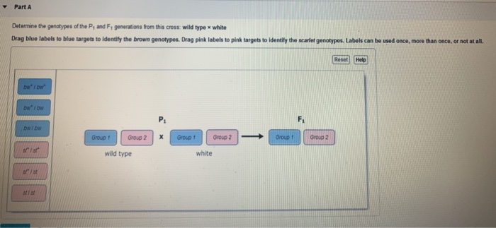 Solved Part A Determine the genotypes of the P, and F1 | Chegg.com