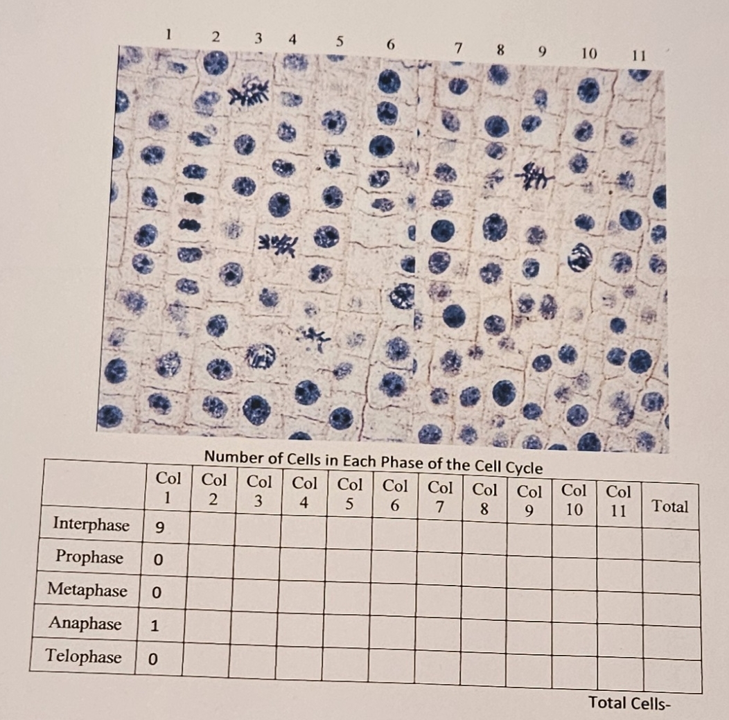 Solved Determine the number of cells in each phase of the | Chegg.com