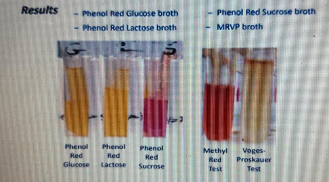 Phenol Red Broth A/G: Fermentation w/acid & gas A/- | Chegg.com