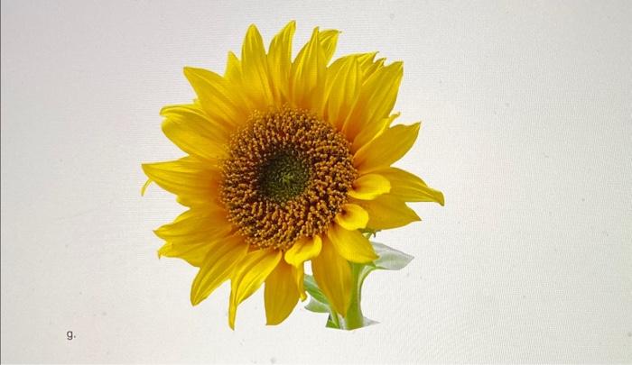 Solved 1) Identify the following parts of a flower:2) | Chegg.com Solved 1) Identify the following parts of a flower:2) | Chegg.com