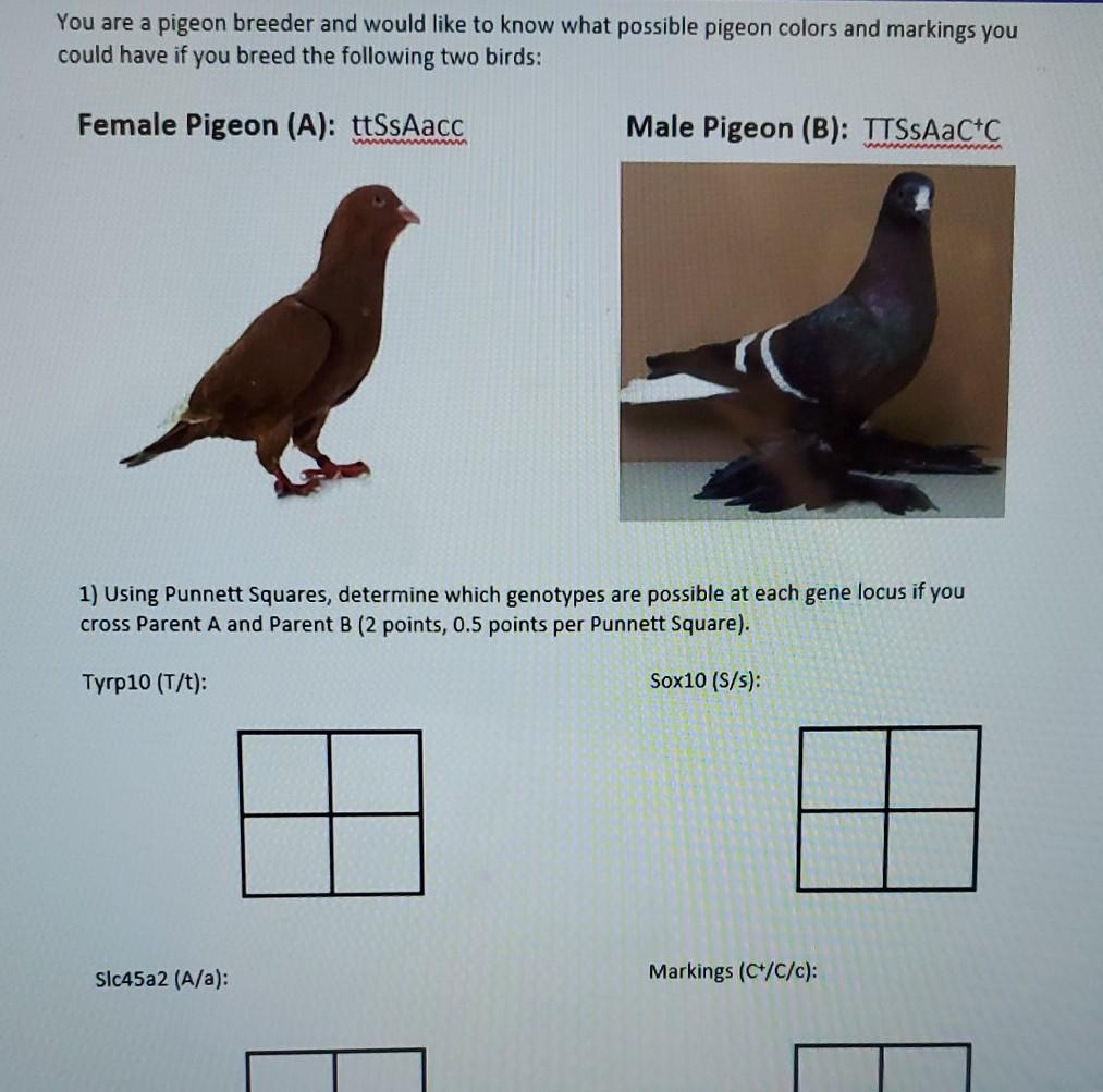 Solved Gene Locus Tyrp1 Genotype T-- tt S- Sox10 Phenotype | Chegg.com