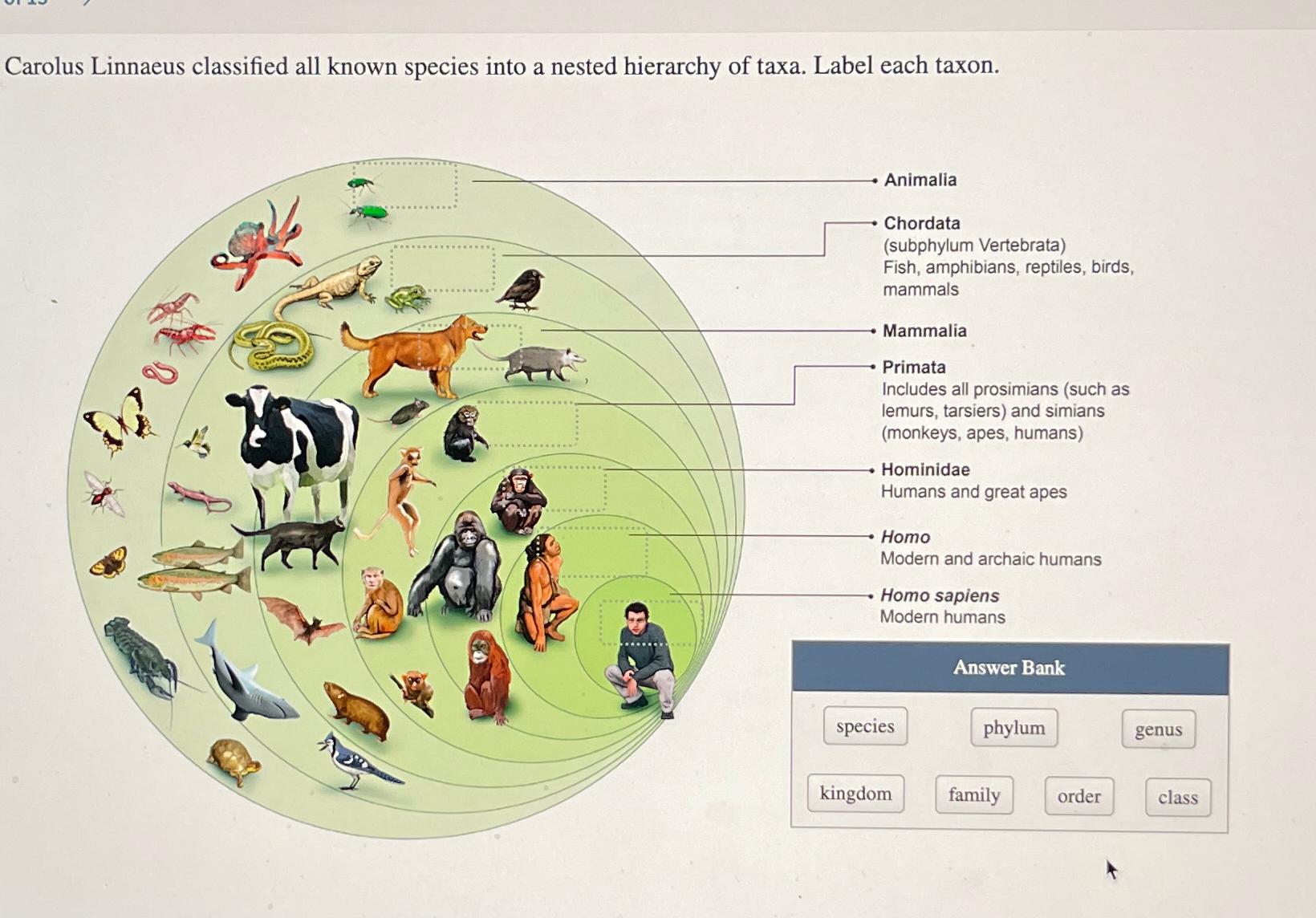 Solved Carolus Linnaeus classified all known species into a | Chegg.com