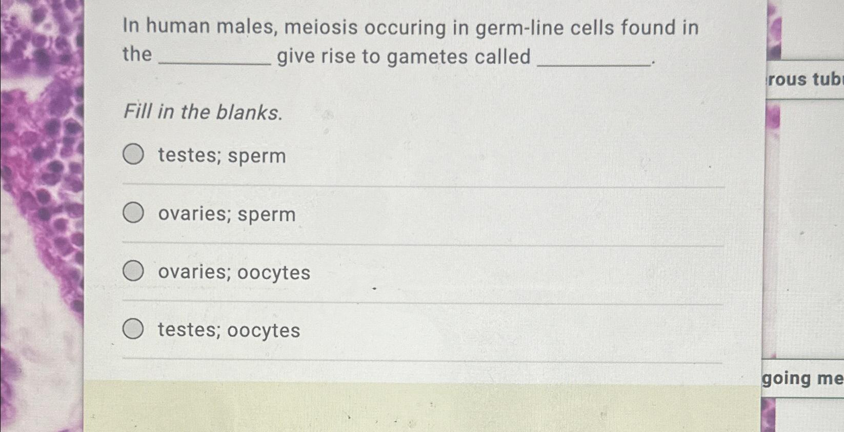 Solved In human males, meiosis occuring in germ-line cells | Chegg.com