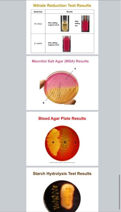 Solved Nitrate Reduction Test Results Bacterium MA Atering | Chegg.com