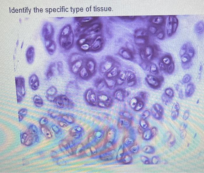 Solved Identify the structure at the pointer. Identify the | Chegg.com