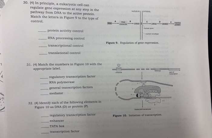 Solved 30. (4) In principle, a eukaryotic cell can regulate | Chegg.com