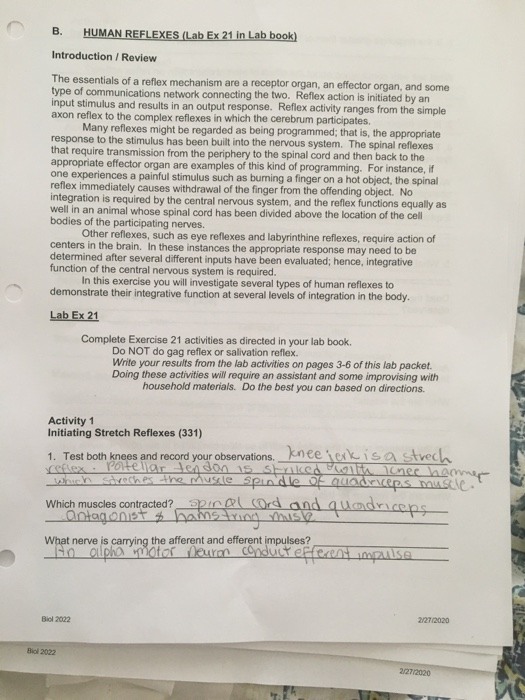 B. HUMAN REFLEXES (Lab Ex 21 in Lab book) | Chegg.com