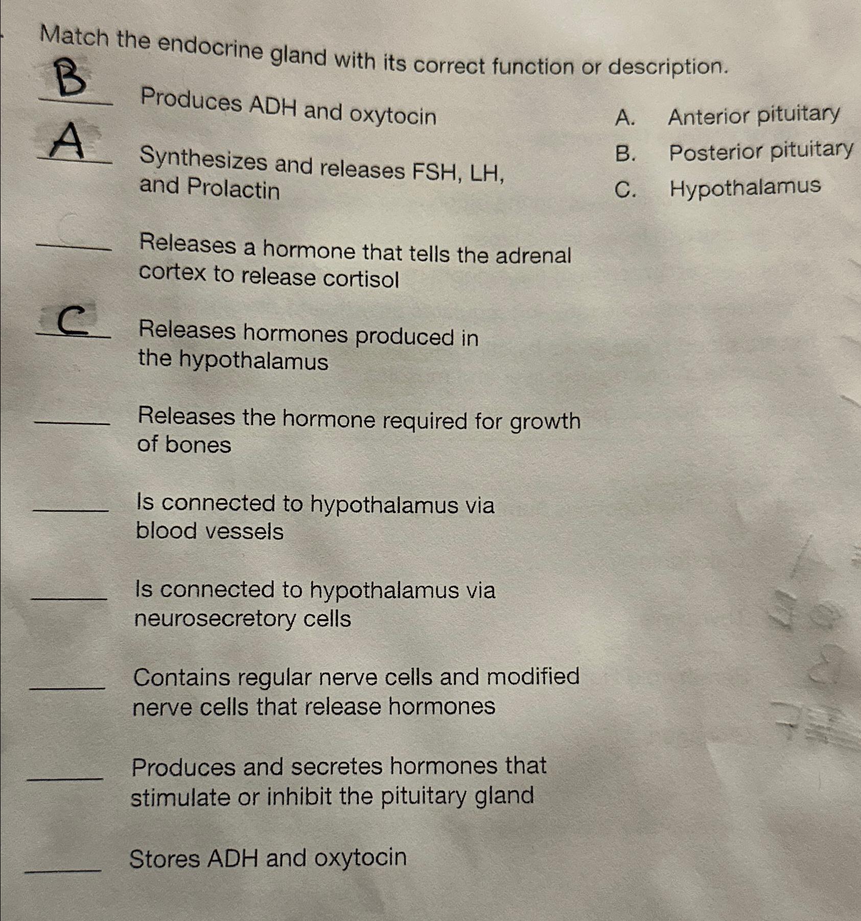 Solved Match the endocrine gland with its correct function | Chegg.com