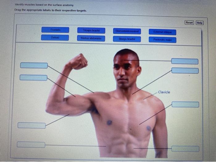 Solved Identify muscles based on the surface anatomy Drag | Chegg.com