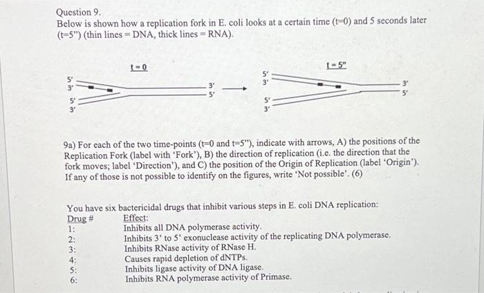 Question 9. Below is shown how a replication fork in | Chegg.com