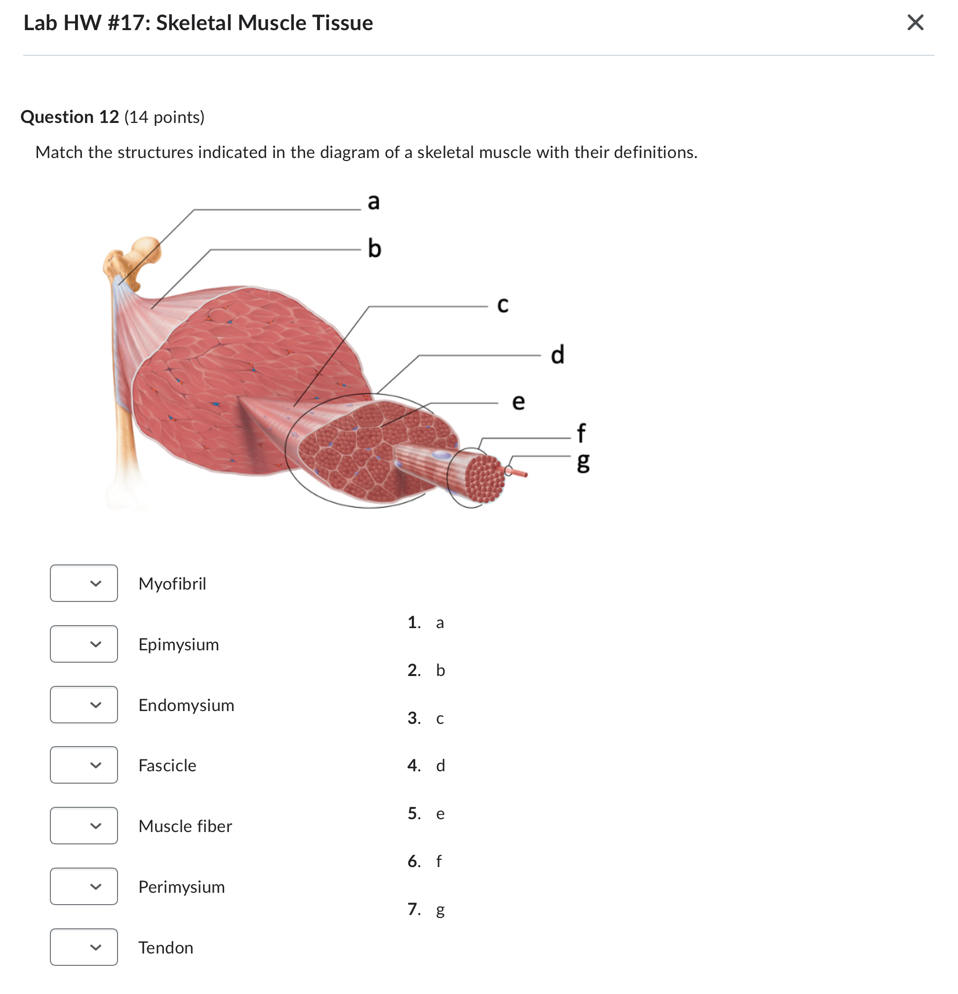 Solved Lab HW #17: Skeletal Muscle TissueQuestion 12 (14 | Chegg.com