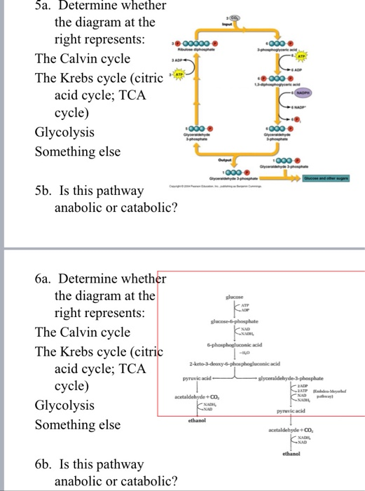 Krebs Cycle Diagram Worksheet