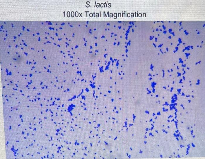 Solved Part 1: Gram Stain Procedure Procedure 1. Examine the | Chegg.com