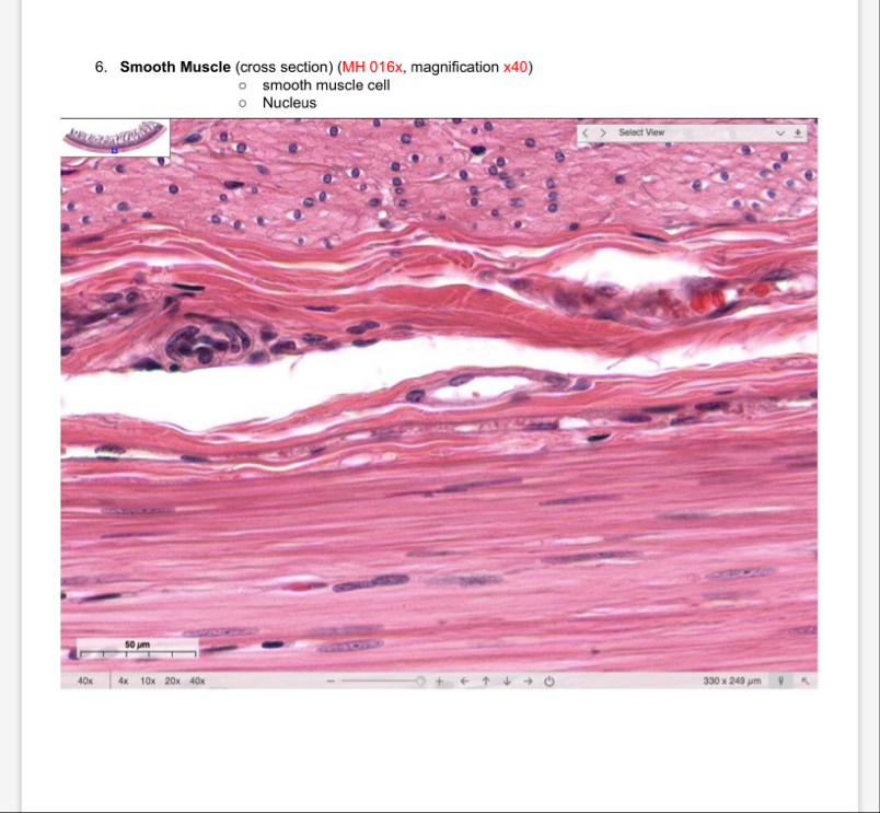 Smooth Muscle (cross section) (MH 016x, | Chegg.com