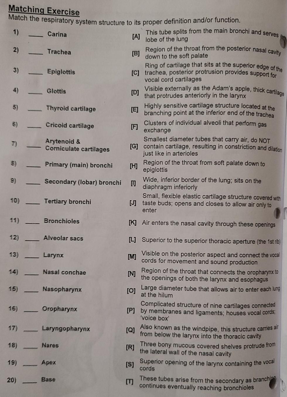 Solved Matching Exercise Match the respiratory system | Chegg.com