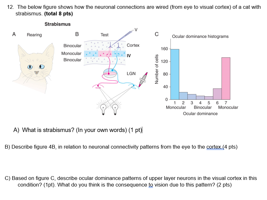Solved The below figure shows how the neuronal connections | Chegg.com