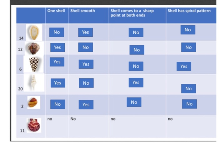 Solved One shell Shell smooth Shell comes to a sharp point | Chegg.com