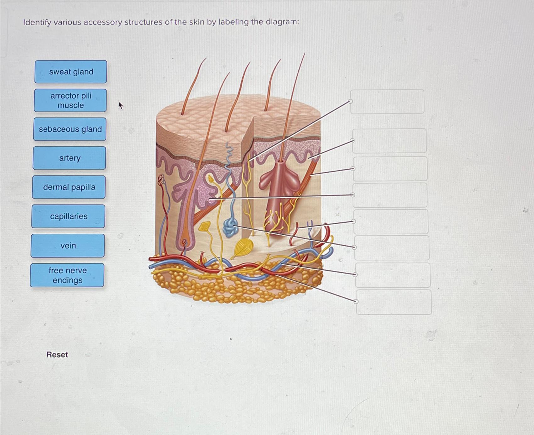 Solved Identify various accessory structures of the skin by | Chegg.com