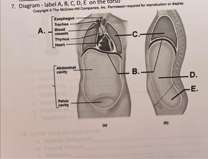 Solved 7. Diagram - label A, B, C, D, E on the torso lne. | Chegg.com