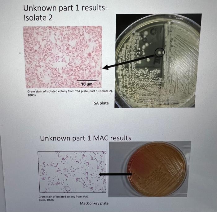 Solved Unknown sample number: 5 1. TSA plate gram stain | Chegg.com