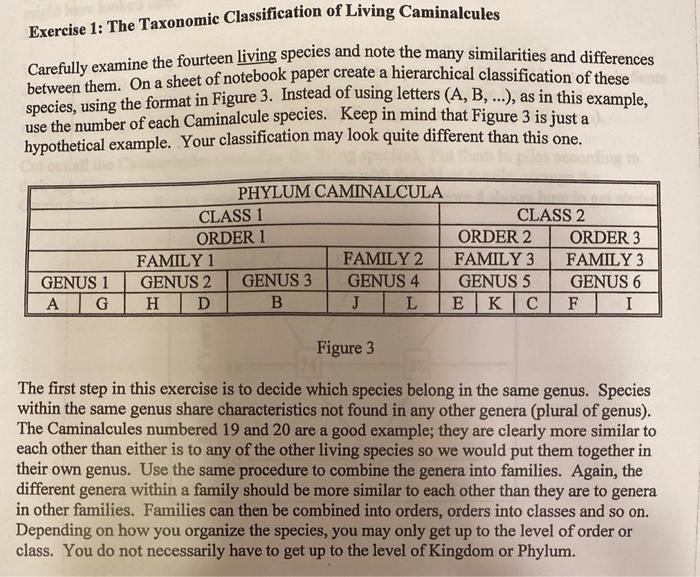 Solved I need to be shown a taxonomic classification of the | Chegg.com