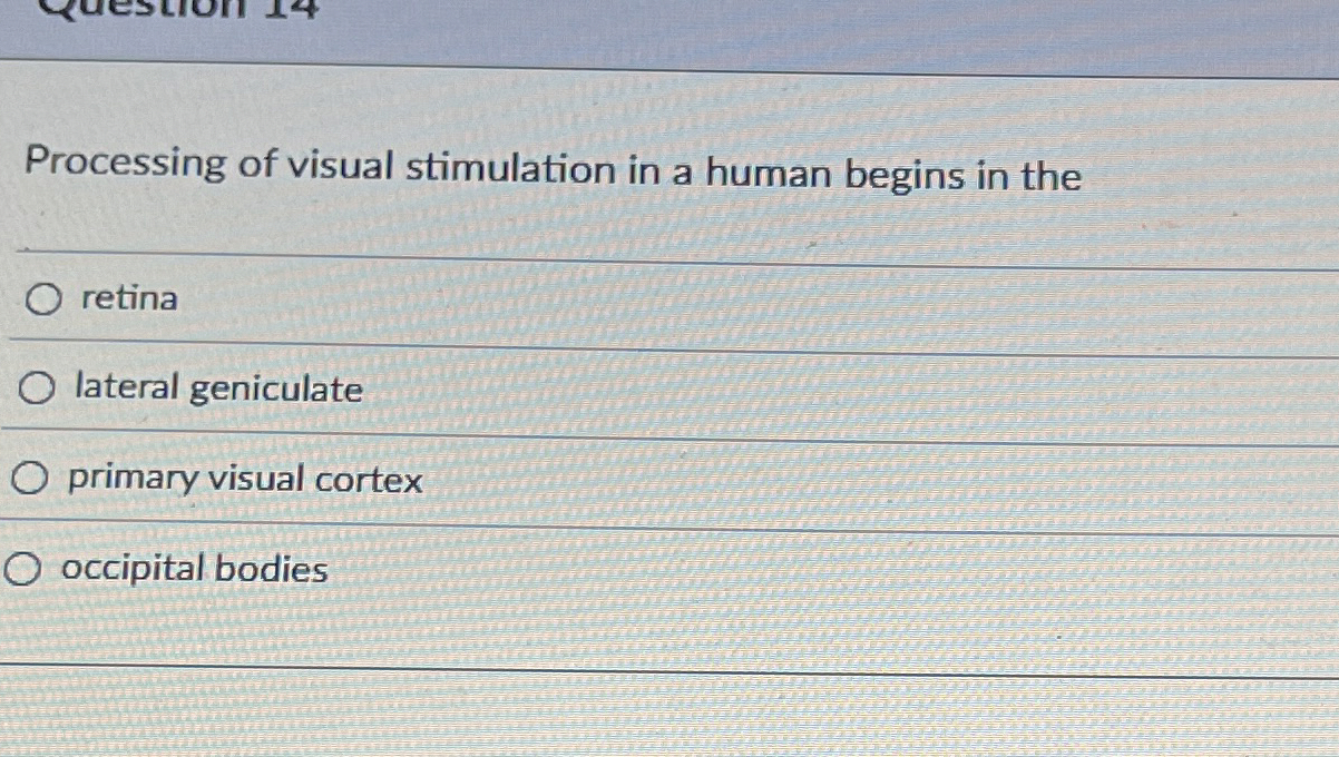 Solved Processing of visual stimulation in a human begins in | Chegg.com