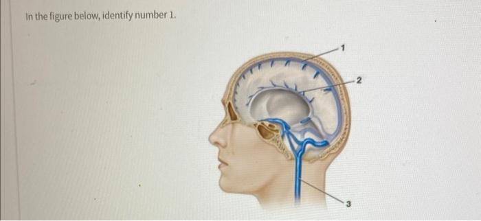 Solved In the figure below, identify number 1. | Chegg.com