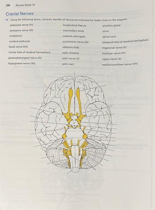 Solved 150. Aleviow Sheet 14 Cranial Nerves 11. Using the | Chegg.com