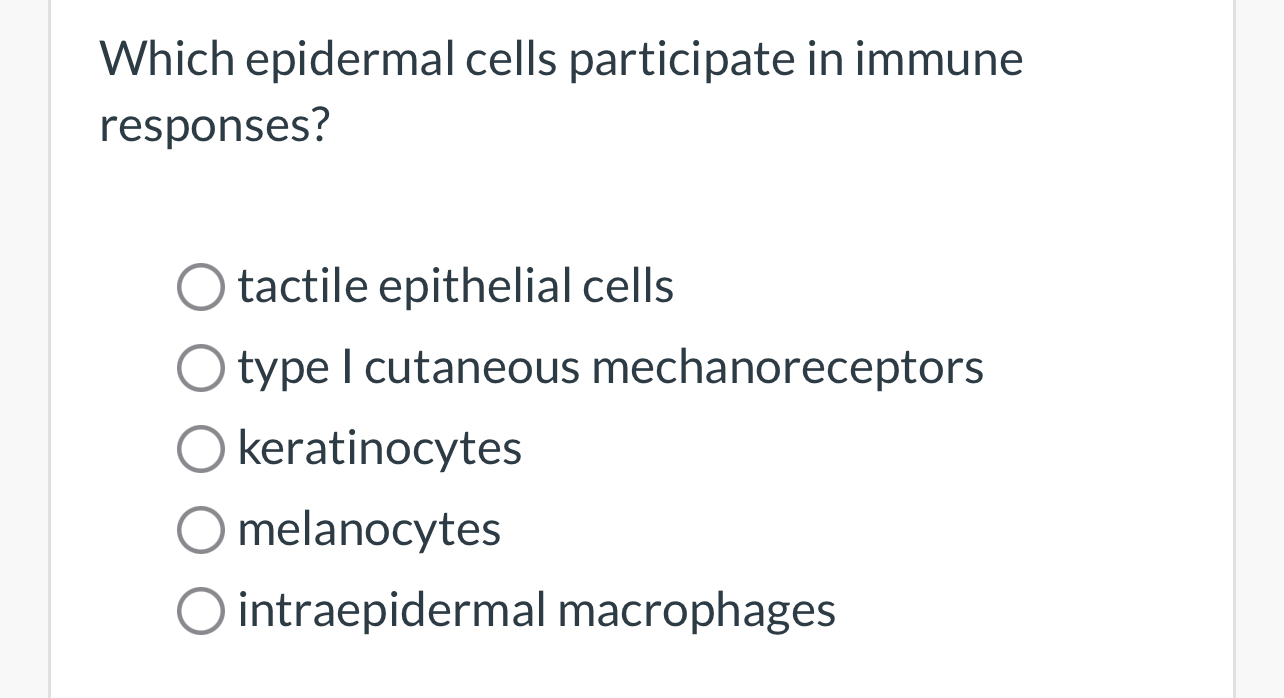 Solved Which epidermal cells participate in immune | Chegg.com