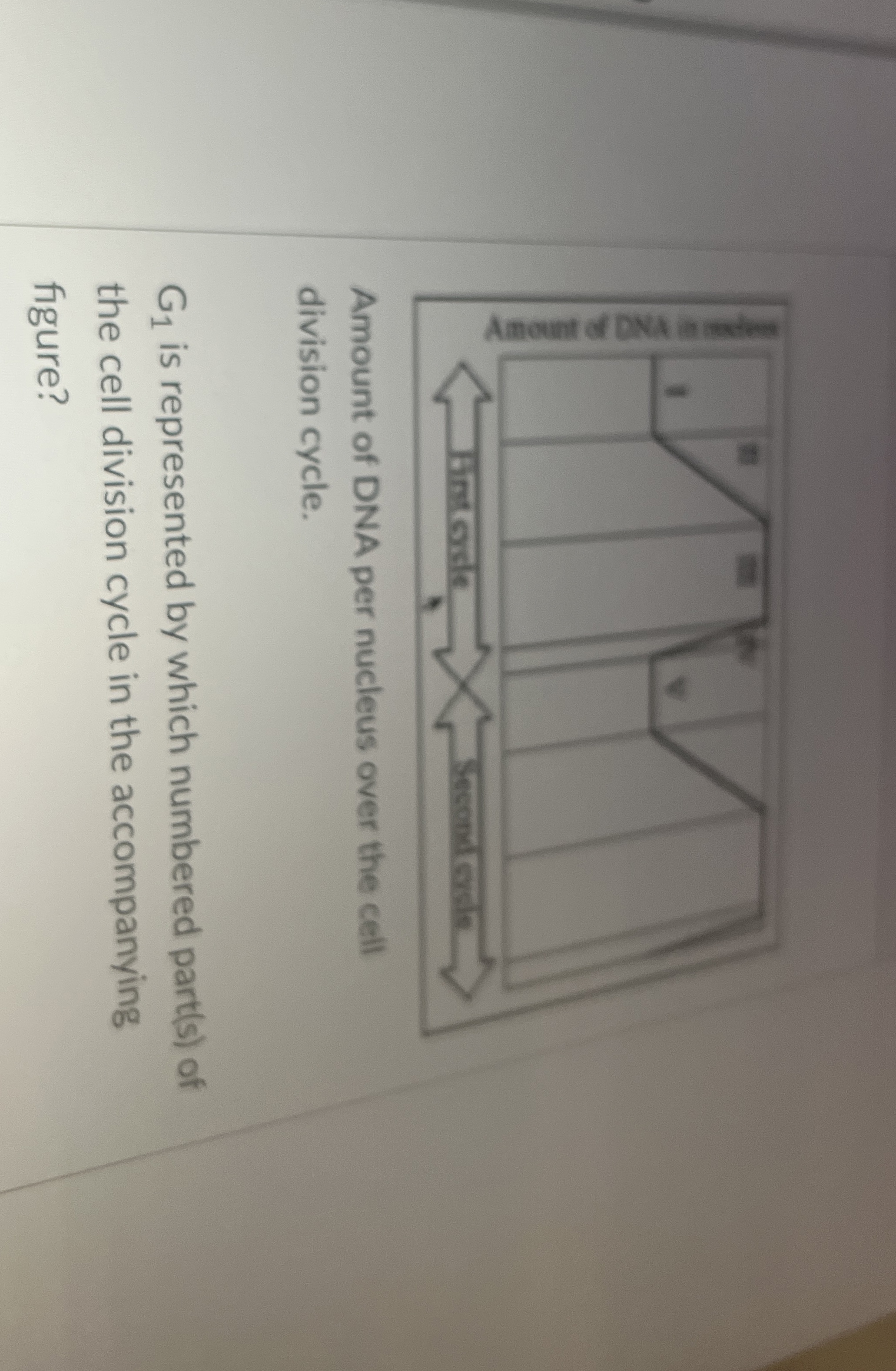 Solved by an EXPERT Amount of DNA per nucleus over the cell division ...