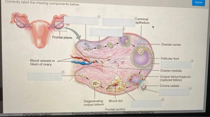 Solved Correctly label the missing components below. Submit | Chegg.com